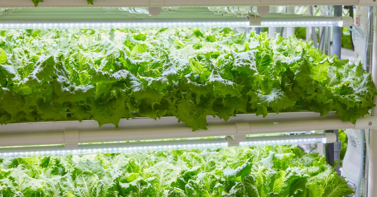 Best 2x4 Hydroponic Tray For Flood Table Low Grow Aqua Trays - Nathan ...